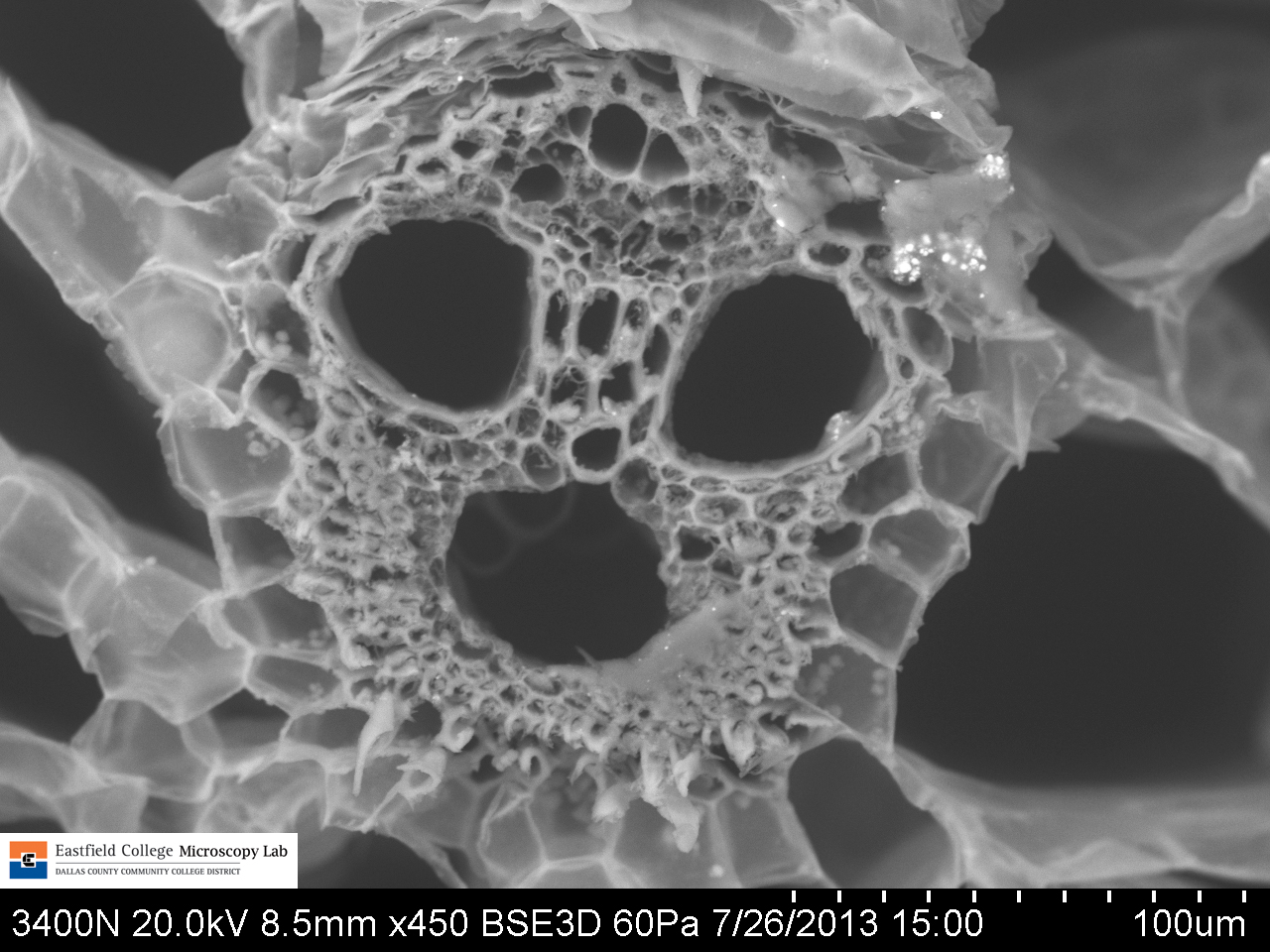 M. Gans Research Blog: Cyperus retrorsus - The Cylindric Sedge