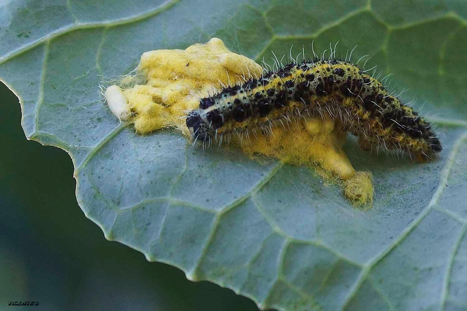 Fauna silvestre de Hormaza: Cotesia glomerata