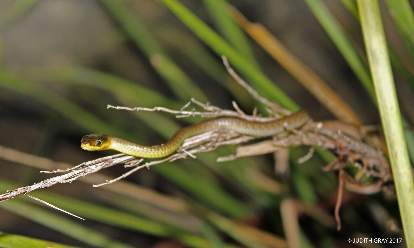 Juvenile Green Tree Snake at Jarowair