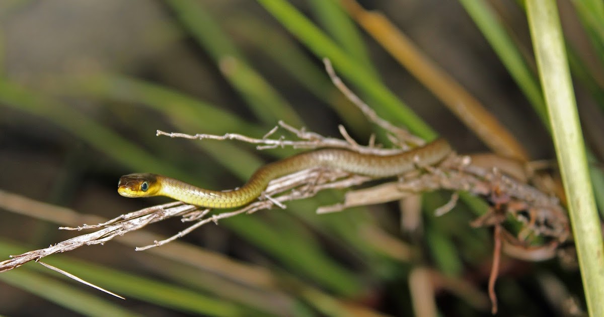 Juvenile Green Tree Snake at Jarowair