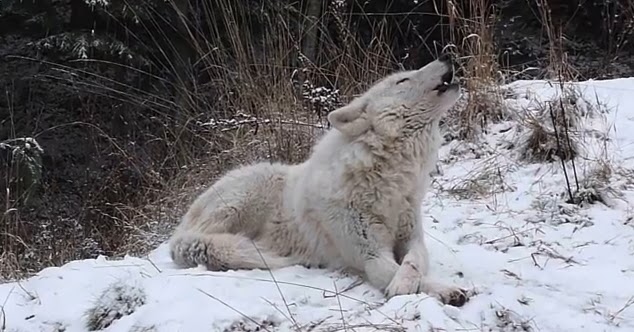 White Wolf : Howling Wolf at Grouse Mountain Will Give You Chills (VIDEO)