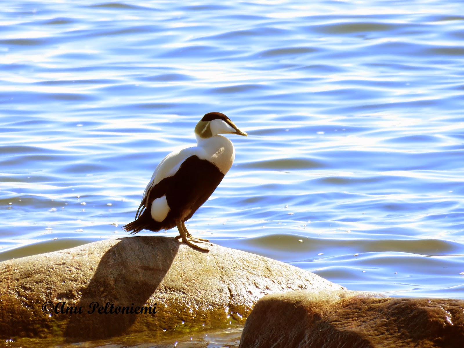 Lintuilua - Birding: Haahka