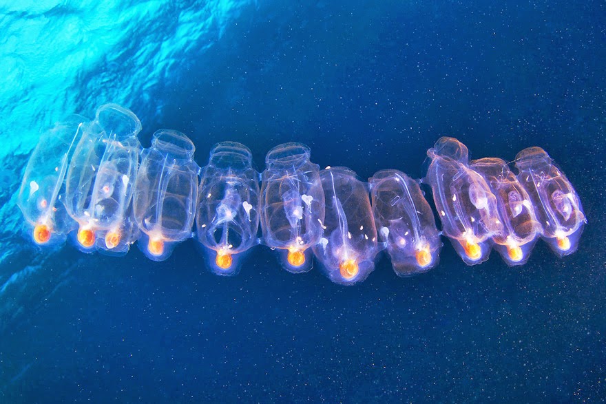 Sandi's Lament: 12 of the Most Unusual and Transparent Creatures!