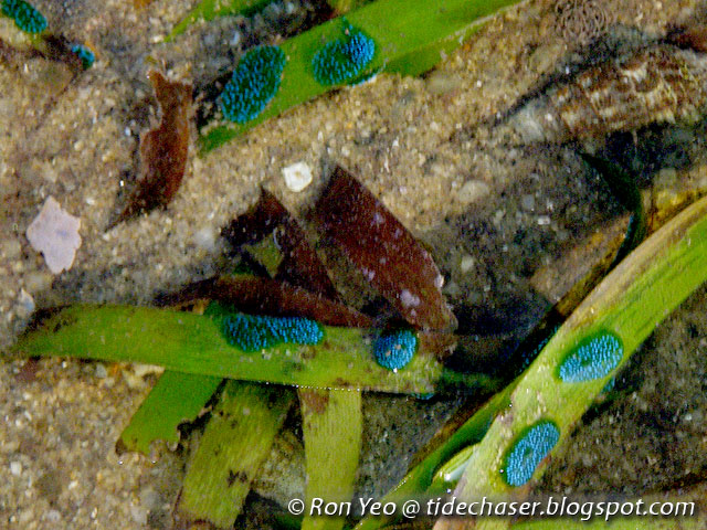 tHE tiDE cHAsER: Ascidians & Other Tunicates (Phylum Chordata ...