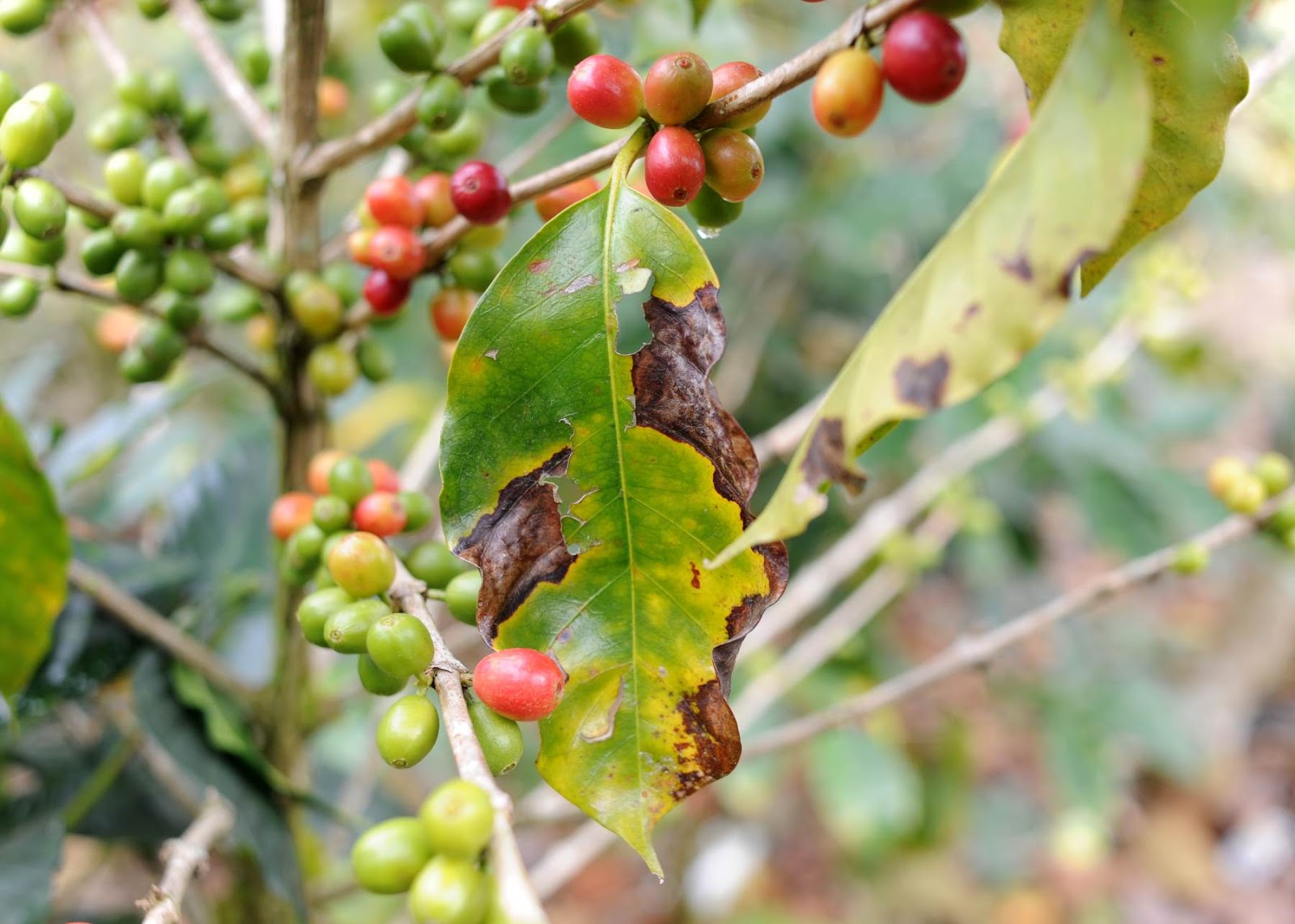 Unión MicroFinanza: Coffee leaf rust damages fields, production
