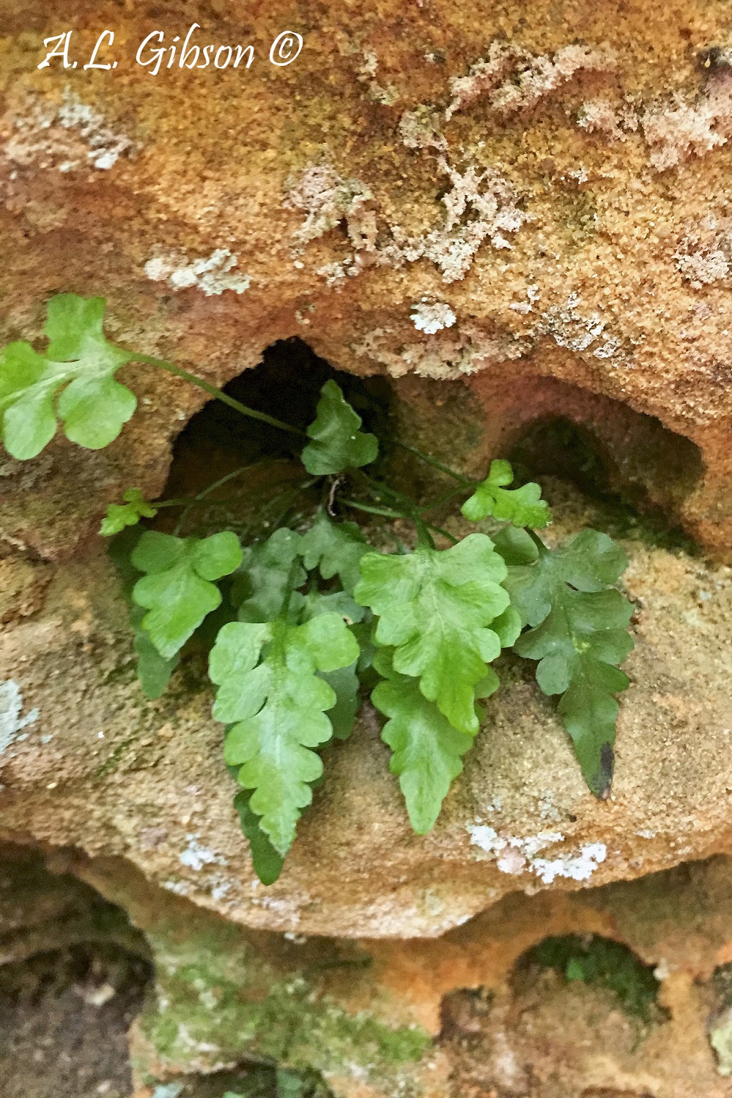 The Buckeye Botanist: The Asplenium Ferns of Ohio