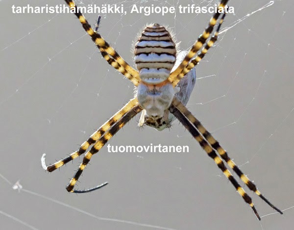 tuomovirtanen: Suomen Hämähäkit-Araneae-Spiders of Finland.