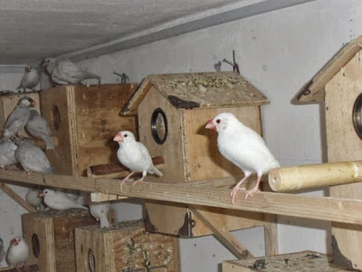 BIRD STREET: JAWA BIRDS