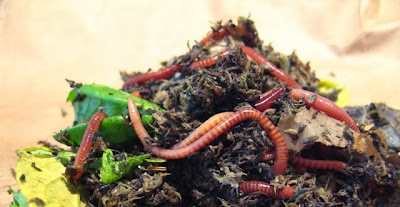 Belajar Budidaya Cacing Lumbricus Rebellus