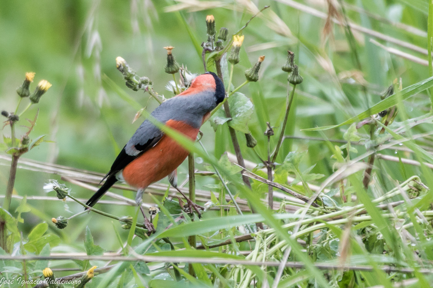 DocNatureBlog: Colorín, colorado, éste pájaro me ha encantado ...