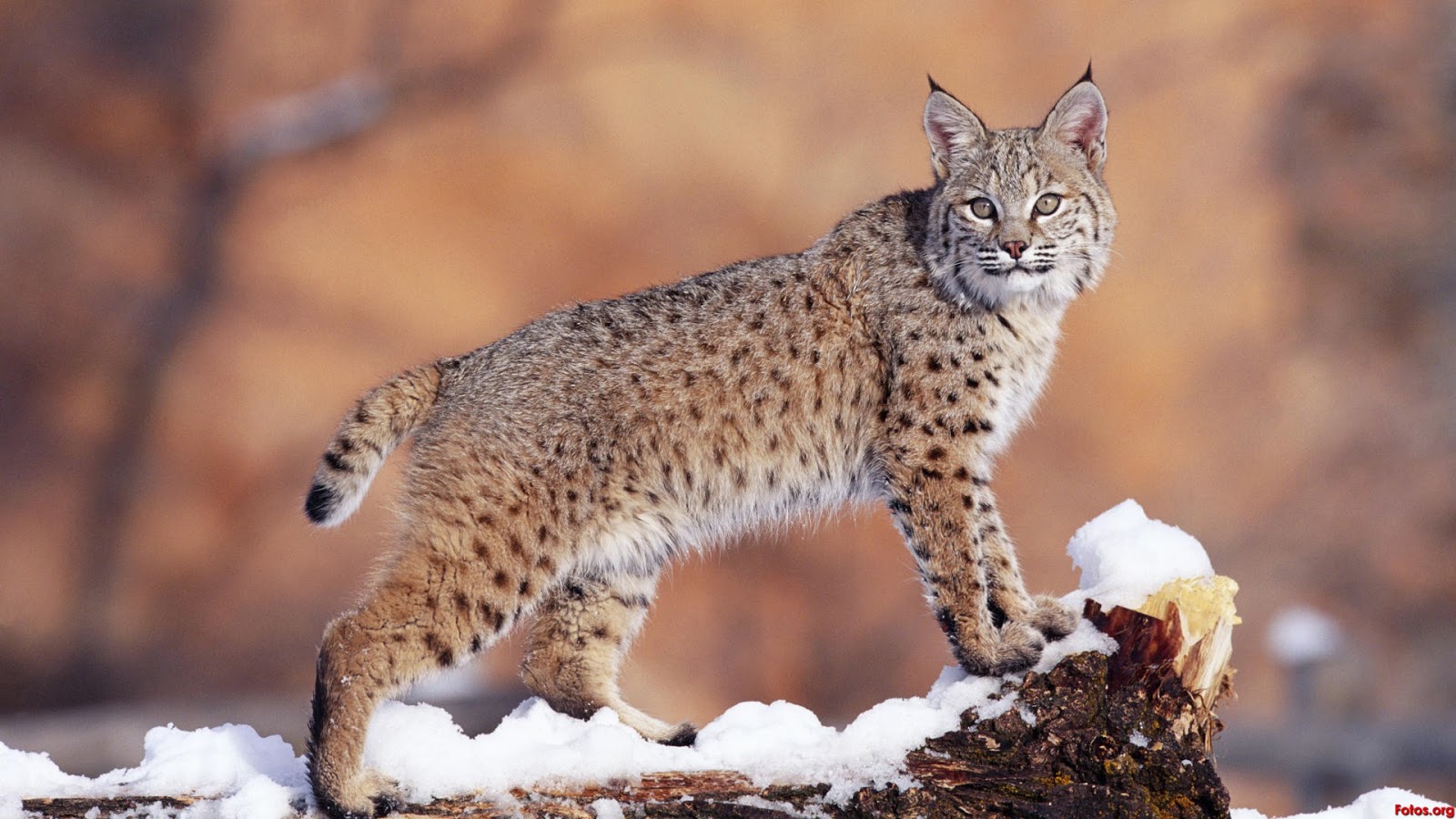 Lince wallpapers