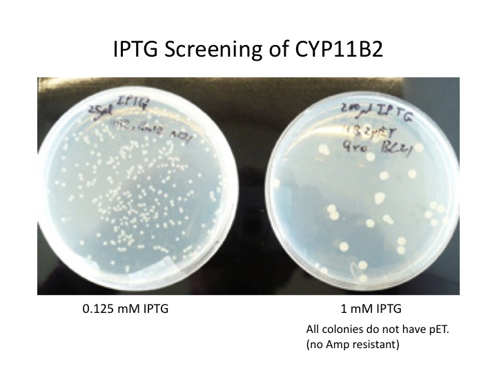 生化学者のひとりごと: 大腸菌でタンパク質を発現する法8：培養条件その3 IPTGの至適濃度