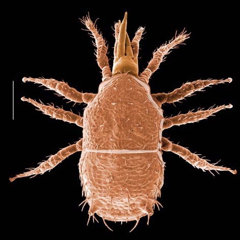 Variety of Life: Ascidae