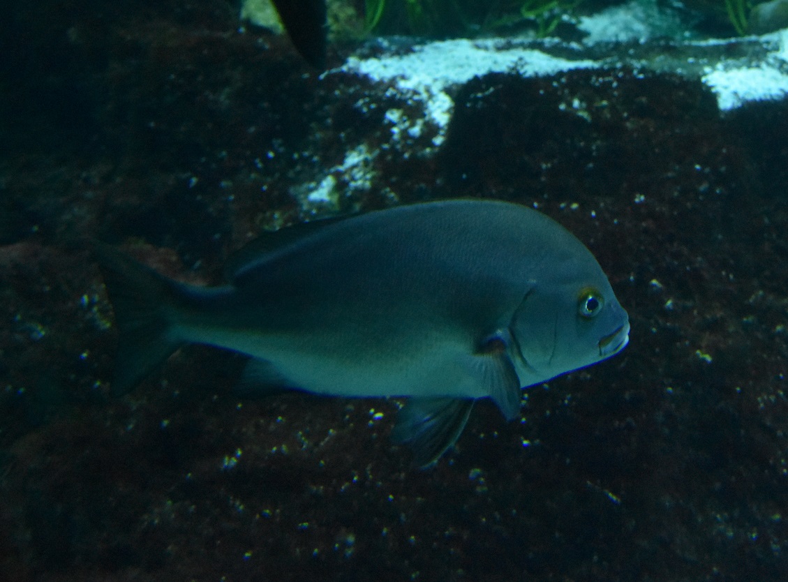 ZOOTOGRAFIANDO (6.096 ANIMALS): BURRO CHICLERO / RUBBER-LIP GRUNT ...