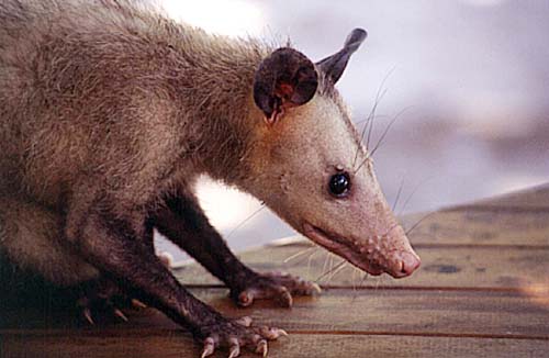 PLAAN : Muca - Didelphis marsupialis/Didelphis virginiana