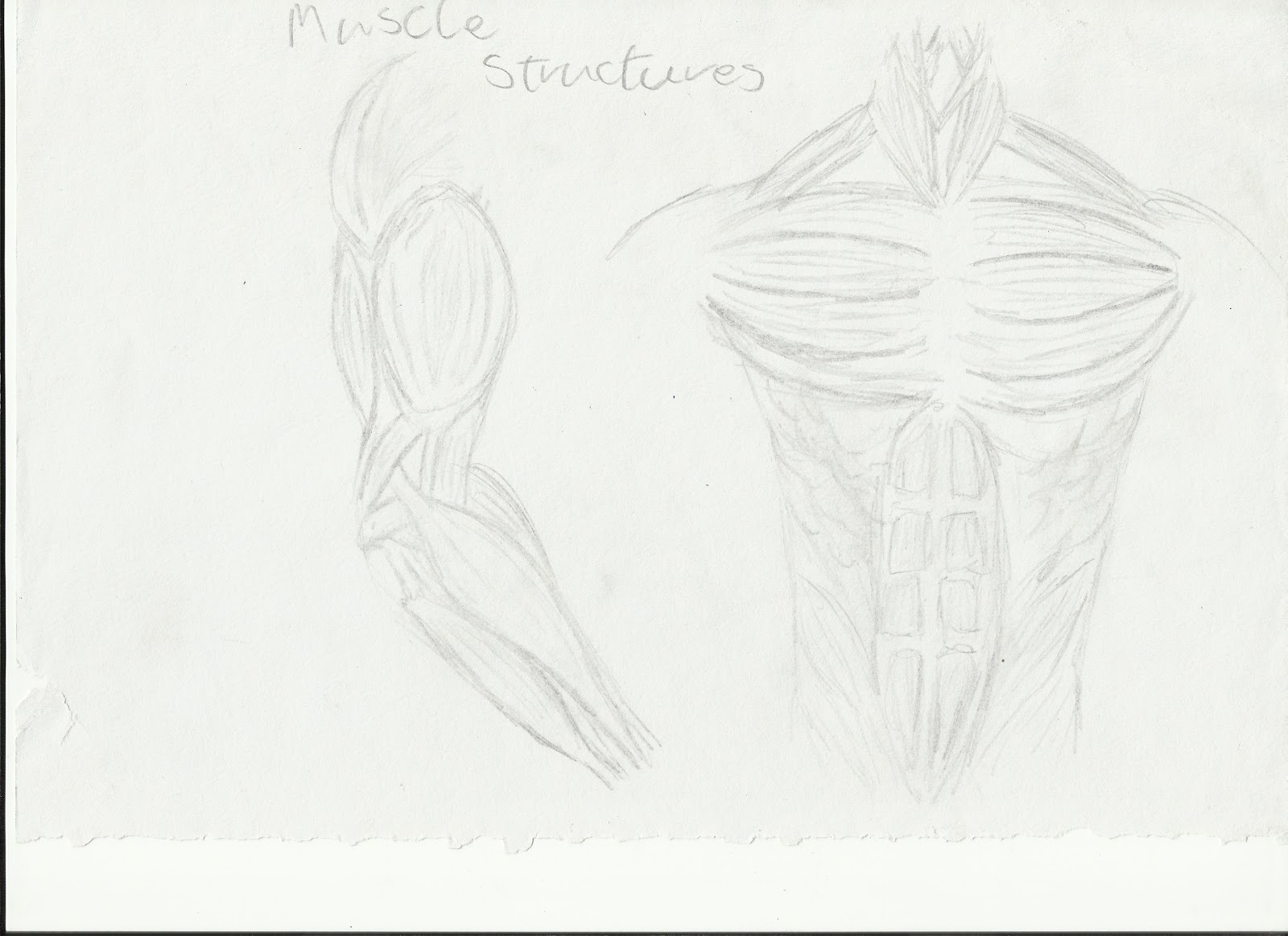 Jacob Pickering Animation: Project STA