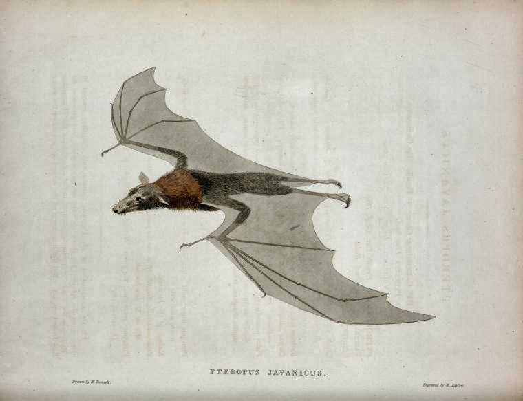 Antique Bat Illustration Prints!