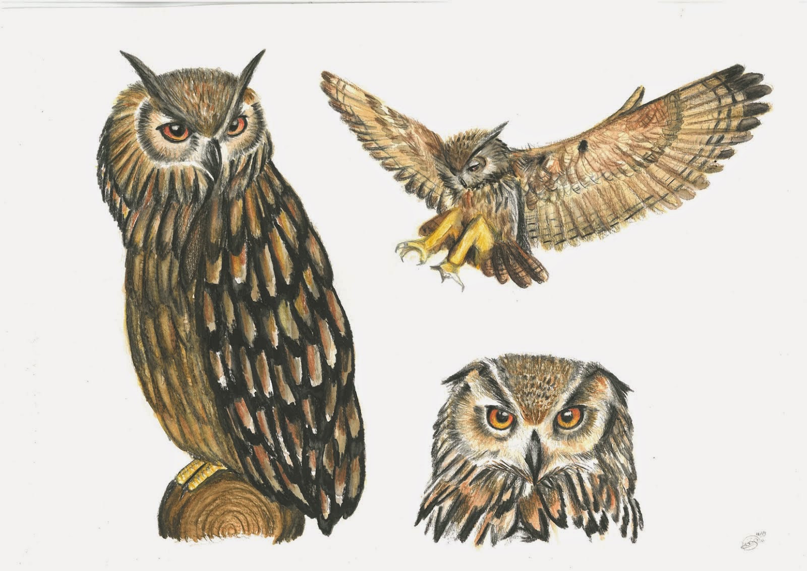 Lucía Gallego Martín de la Fuente - Estudio del Búho Real (Bubo bubo)