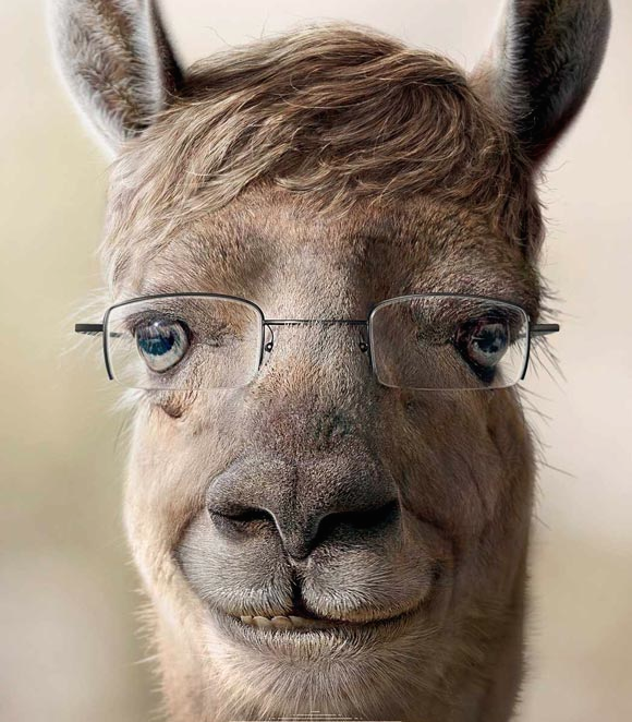 JOSEPH CACERES: Llegó el chivo