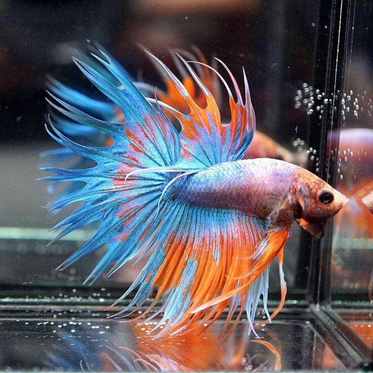 Colorful and Beautiful fish
