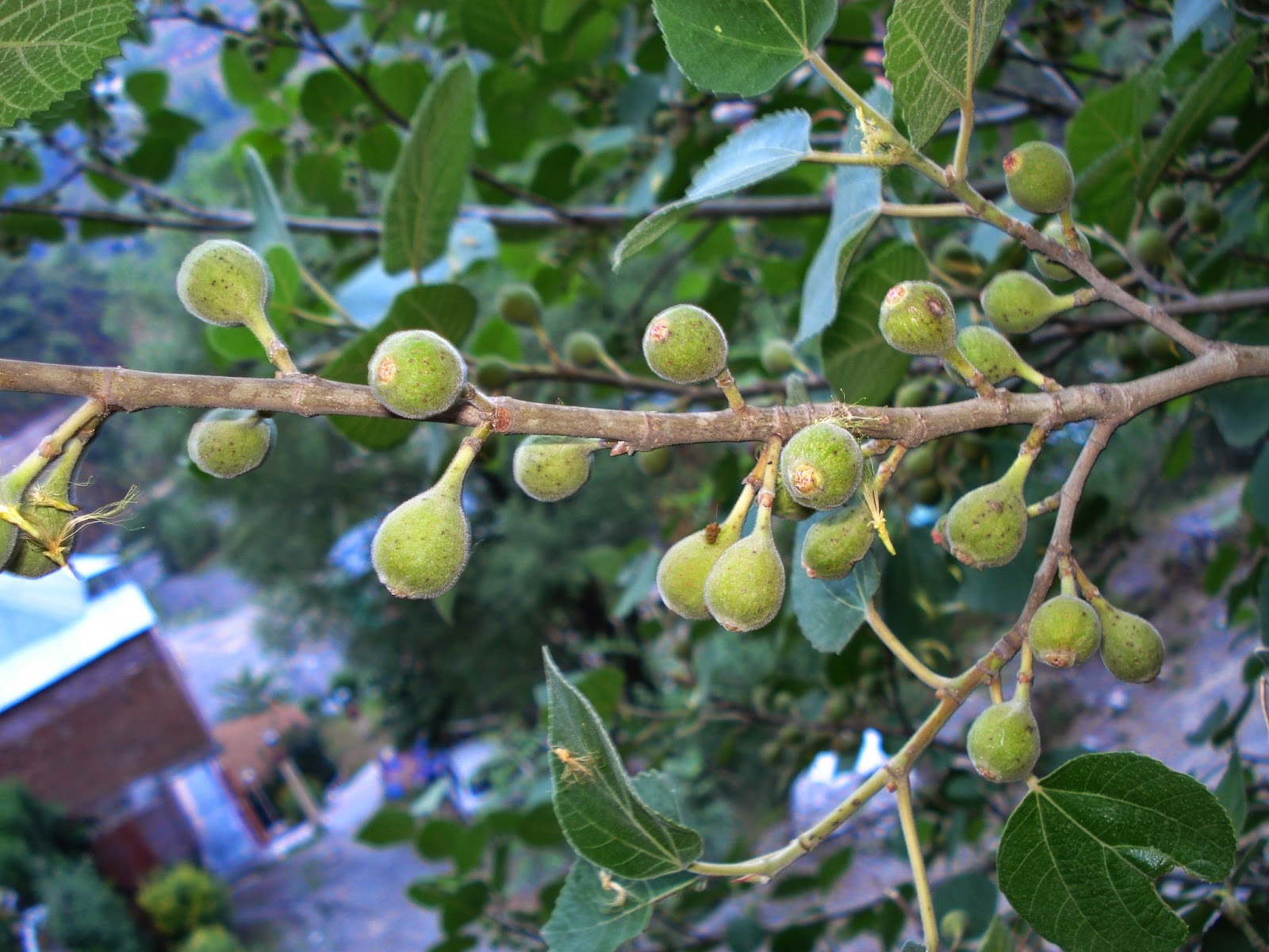 batalaland: Ficus palmata