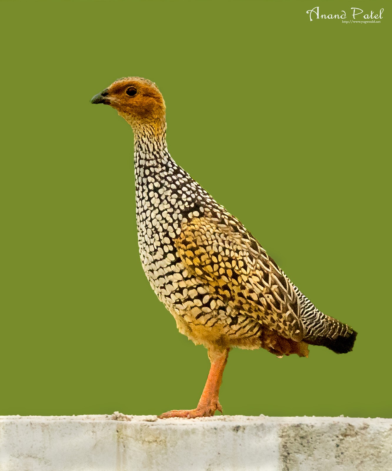 Painted Francolin | YuGWoRLD