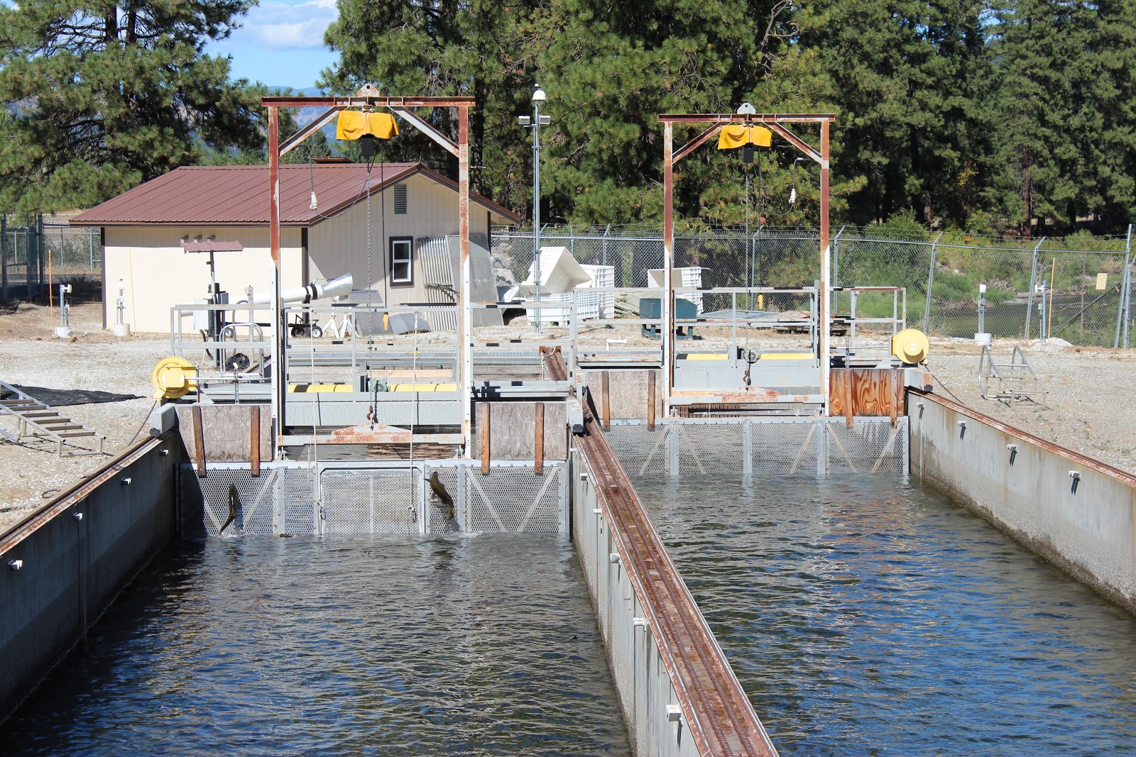 Jen's Updates: Leavenworth National Fish Hatchery