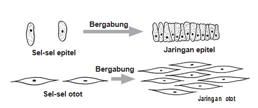 tugas ipa ~ ruang belajar ku