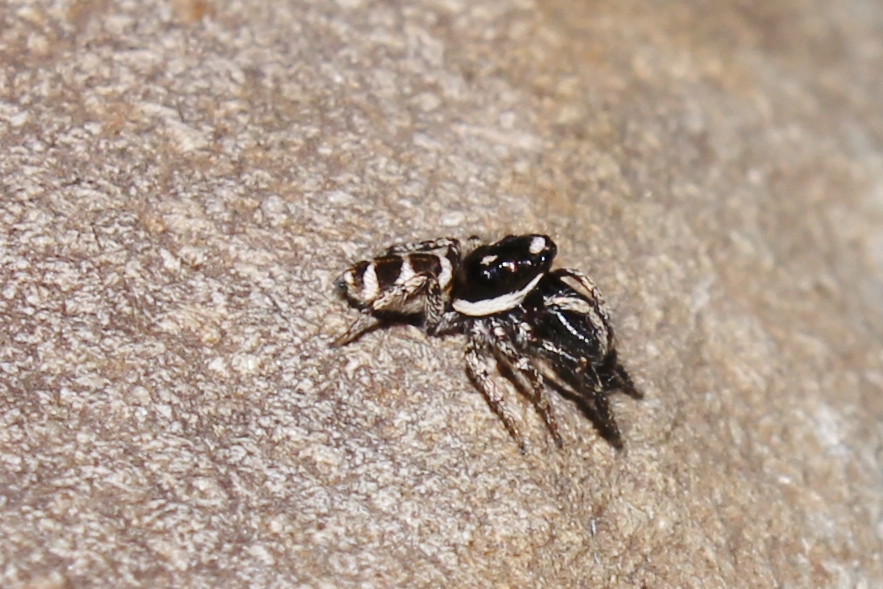 Biodiversity of Cyprus by NGO Protection of the Natural Heritage and ...