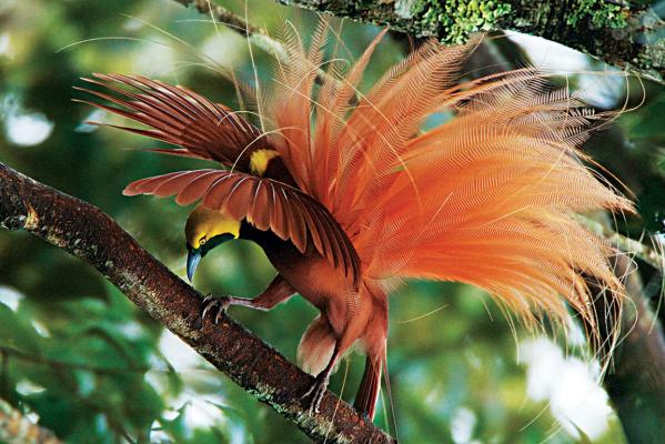 Raggiana bird of paradise (Paradisaea Raggiana) - Budgie Bird