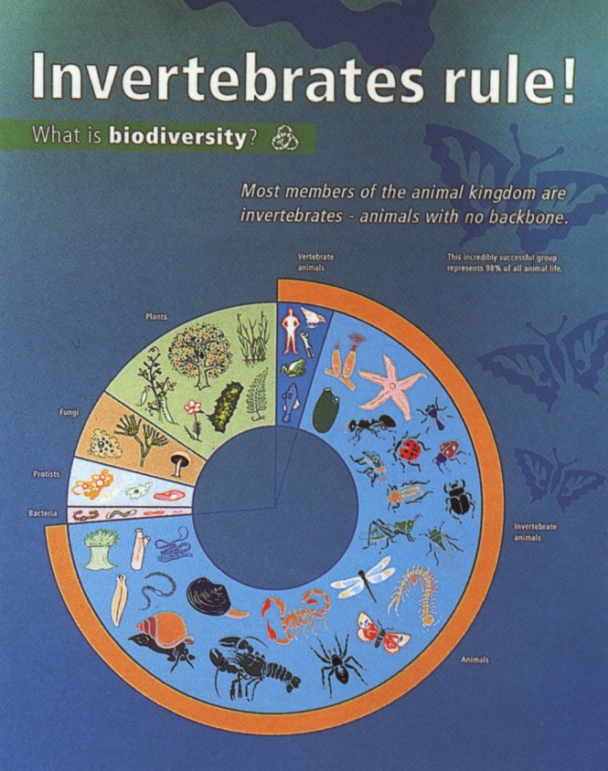 Minibeast Workshops & Resources: What is an Invertebrate?