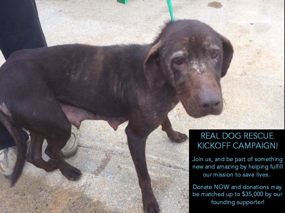 Real Dog Rescue - Heal It With Kindness