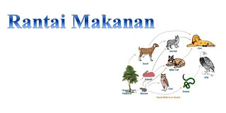 Pengertian Rantai makanan secara Lengkap | Cari Materi
