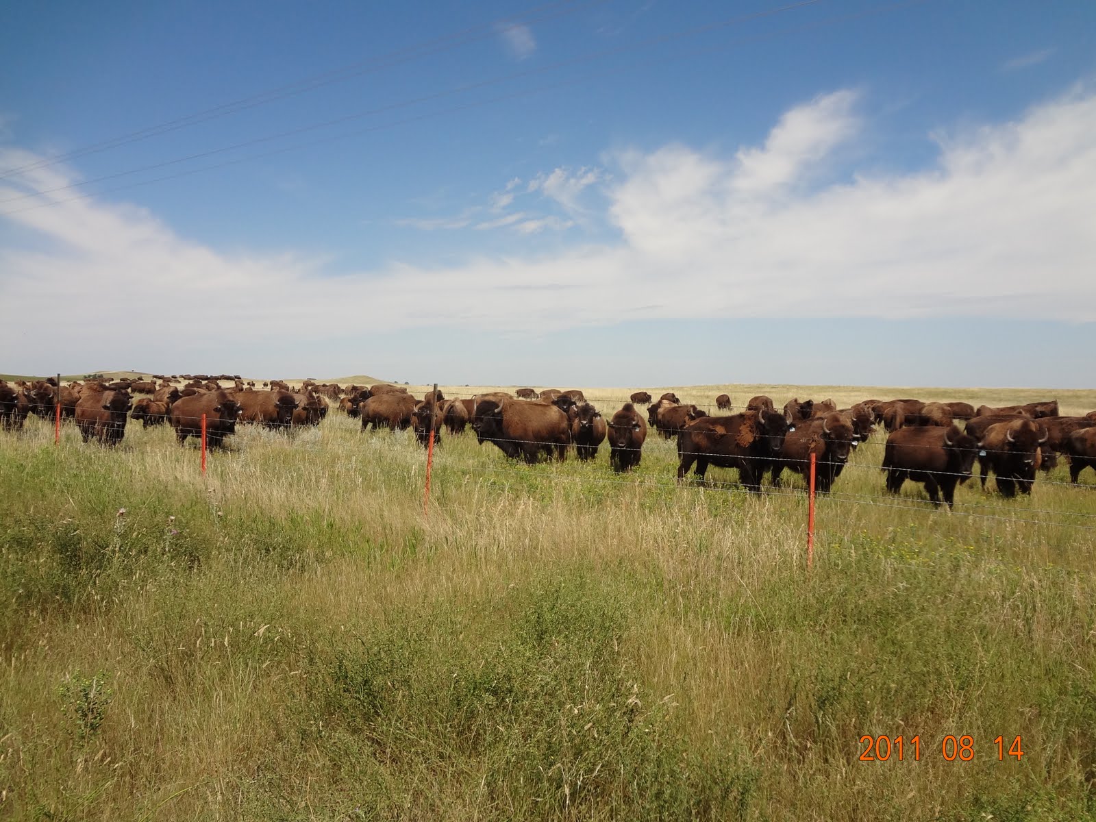 The ruminant goes mob grazing: Mob grazing, naturally....