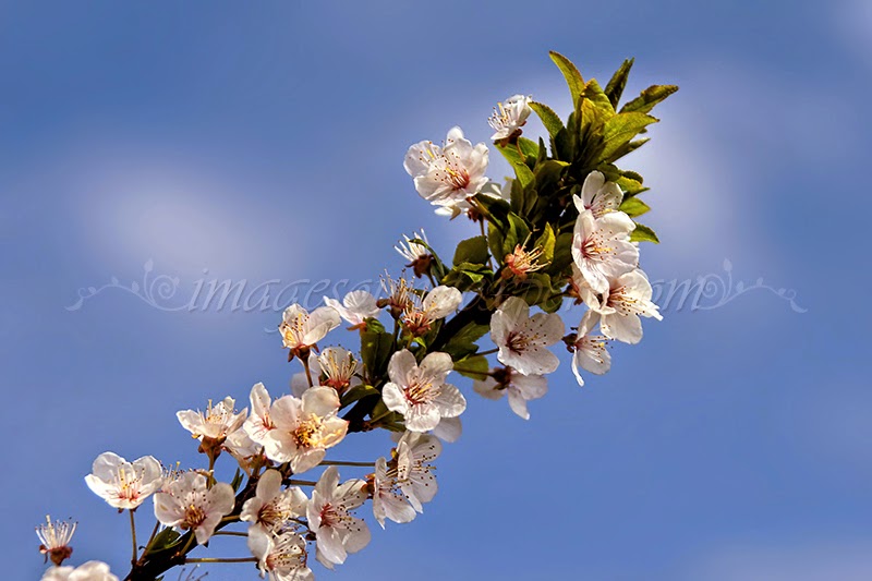 Image and Sound Expert: Flori de cais / Apricot flower / Apricot Blume ...