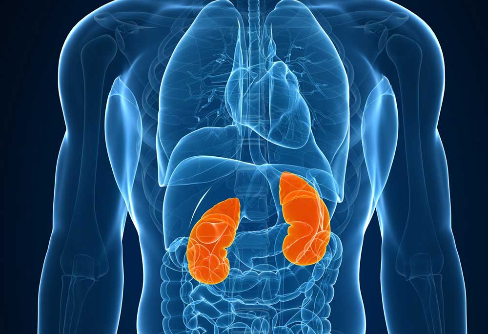 Terviseakadeemia uus hingamine- uus elu: Neerud ja tema toimetamised!