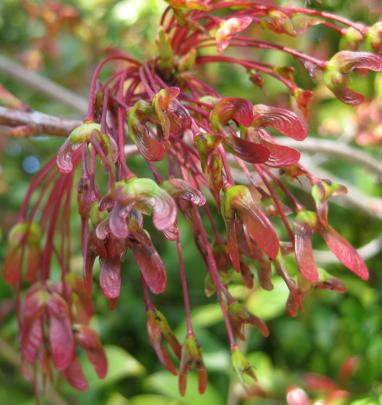Trees of Santa Cruz County: Acer rubrum - Red Maple