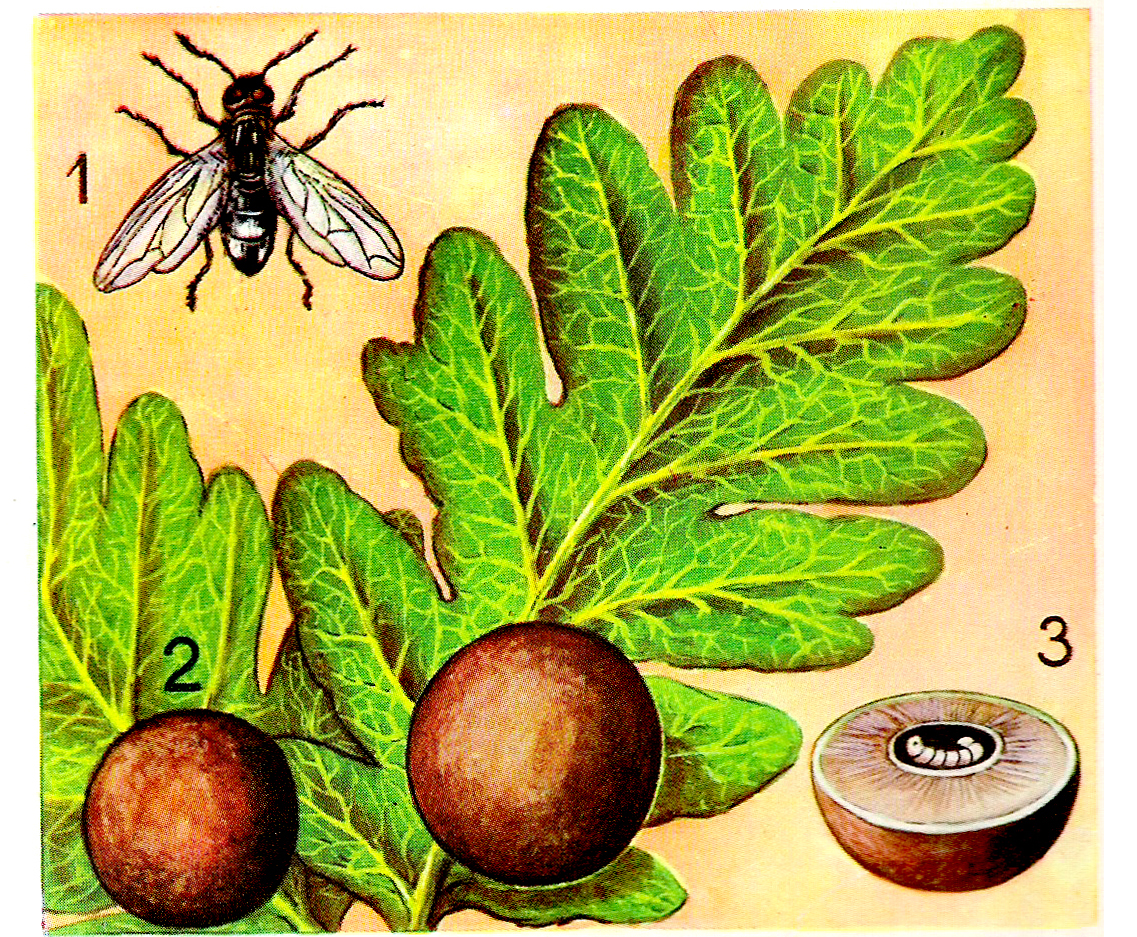 Marco Pugacioff : Storia dell'inchiostro