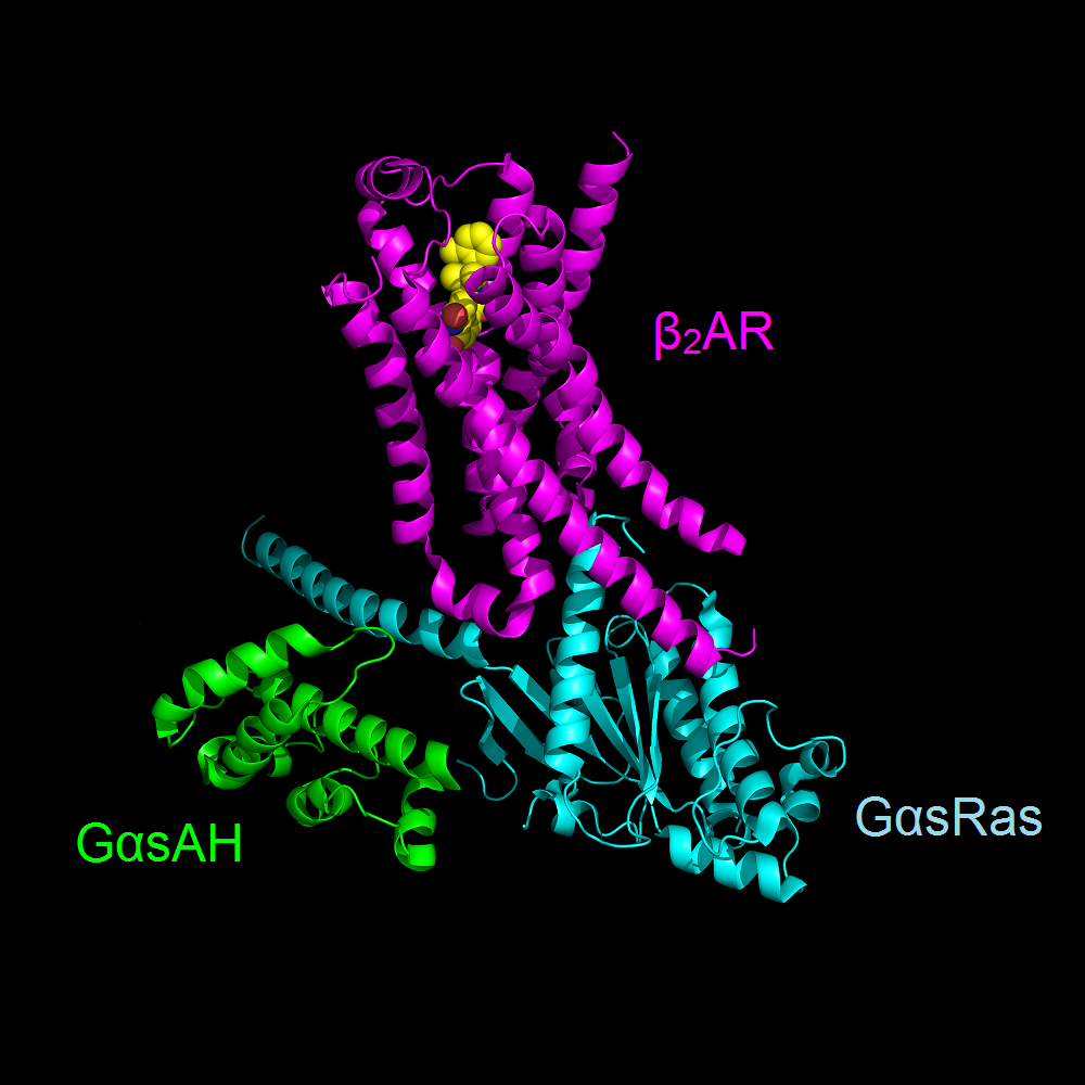 Crystal Structure of β2 adrenergic receptor-Gs protein complex ...