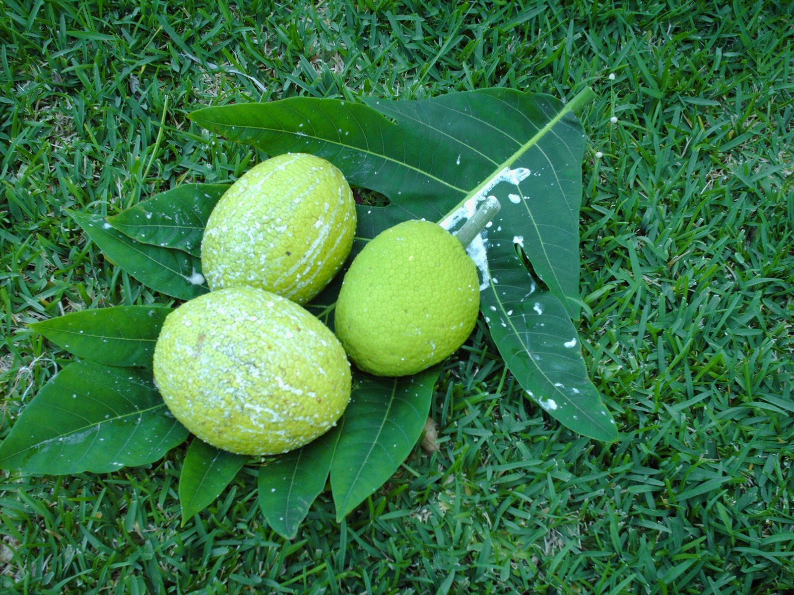 Garden Notes from Hawaii: Breadfruit (Artocarpus altilis)