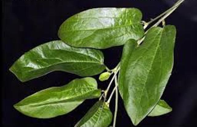 ECOHERBS .....: Garuda Kodi[Aristolochia indica]