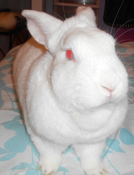 Follow The White Rabbit