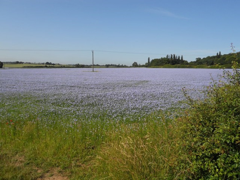 TÜRKİYELİ KETEN BİTKİSİ, KETEN TOHUMU İLE ZAYIFLAMAK İSTEYENLERE PRATİK ...