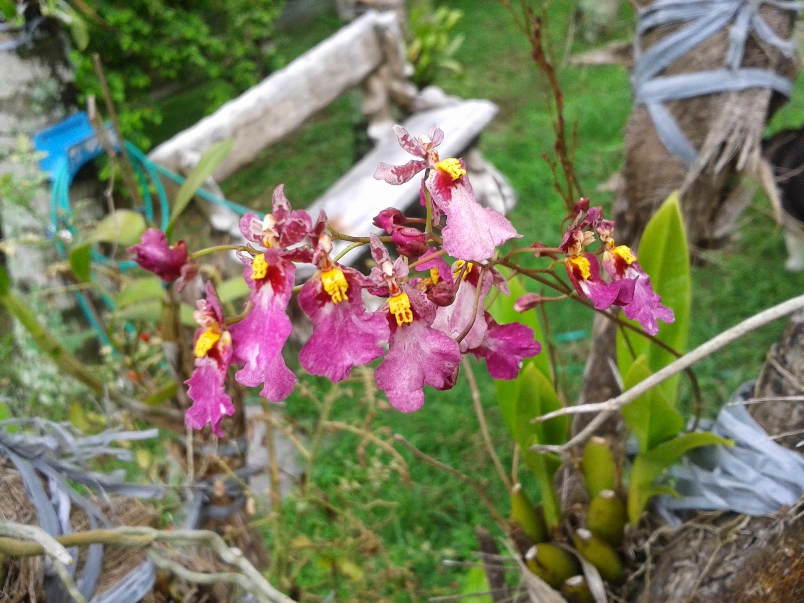 Orquídeas do nosso quintal: Oncidium Red Mini "CT Little Cherry"