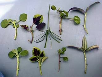 ARTE Y JARDINERÍA : TÉCNICAS DE LA REPRODUCCIÓN POR ESQUEJES