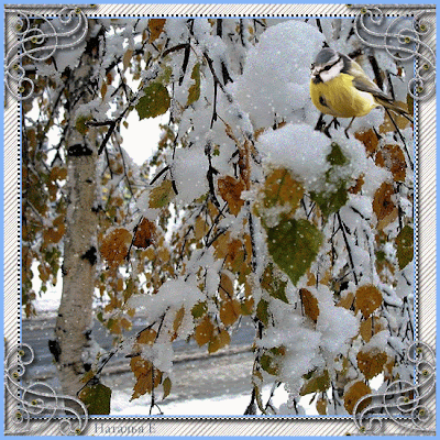 Animowane Gify Zima Mireczki: Animowane obrazki ptaki zimą