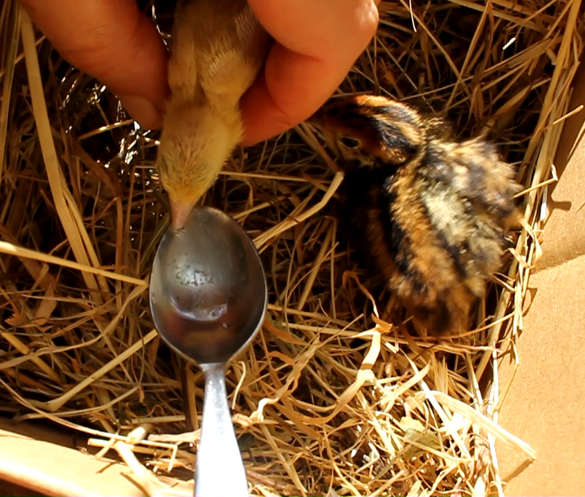 How to Cure Curled Toe Paralysis in Poultry & A Study of Riboflavin ...