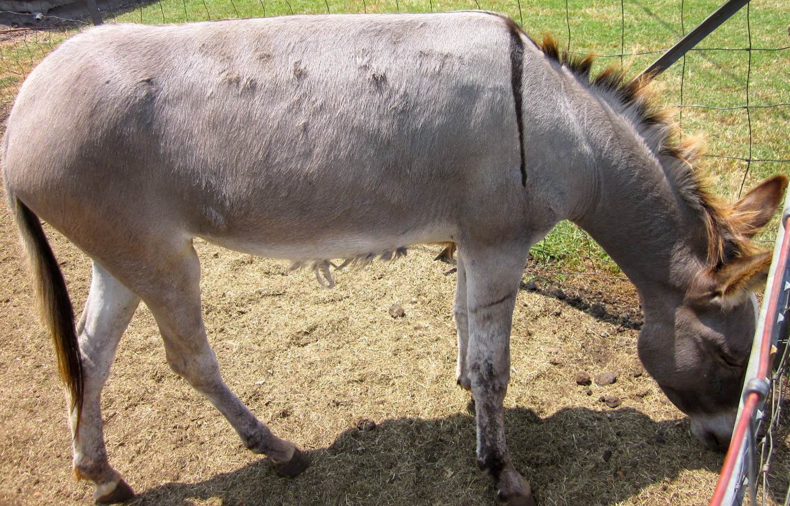 EcoRover: Roving the Big Island (Hawai'i)