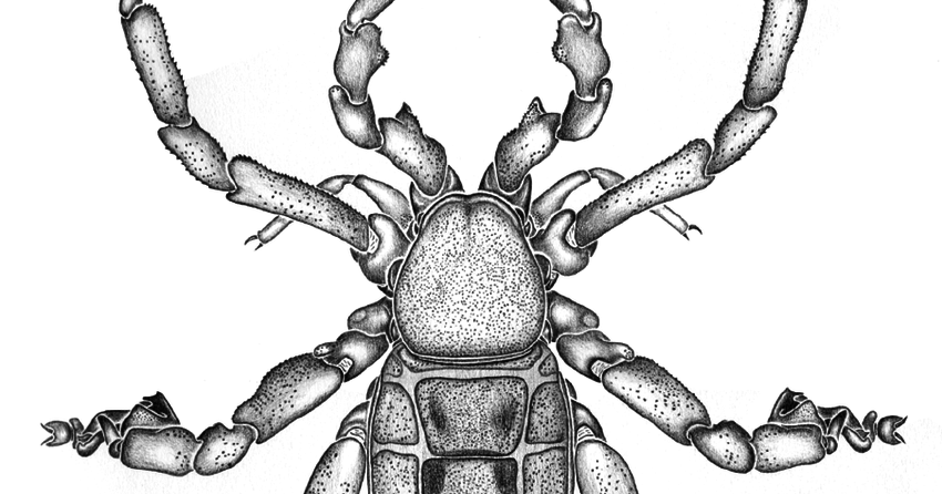 Variety of Life: Ricinulei