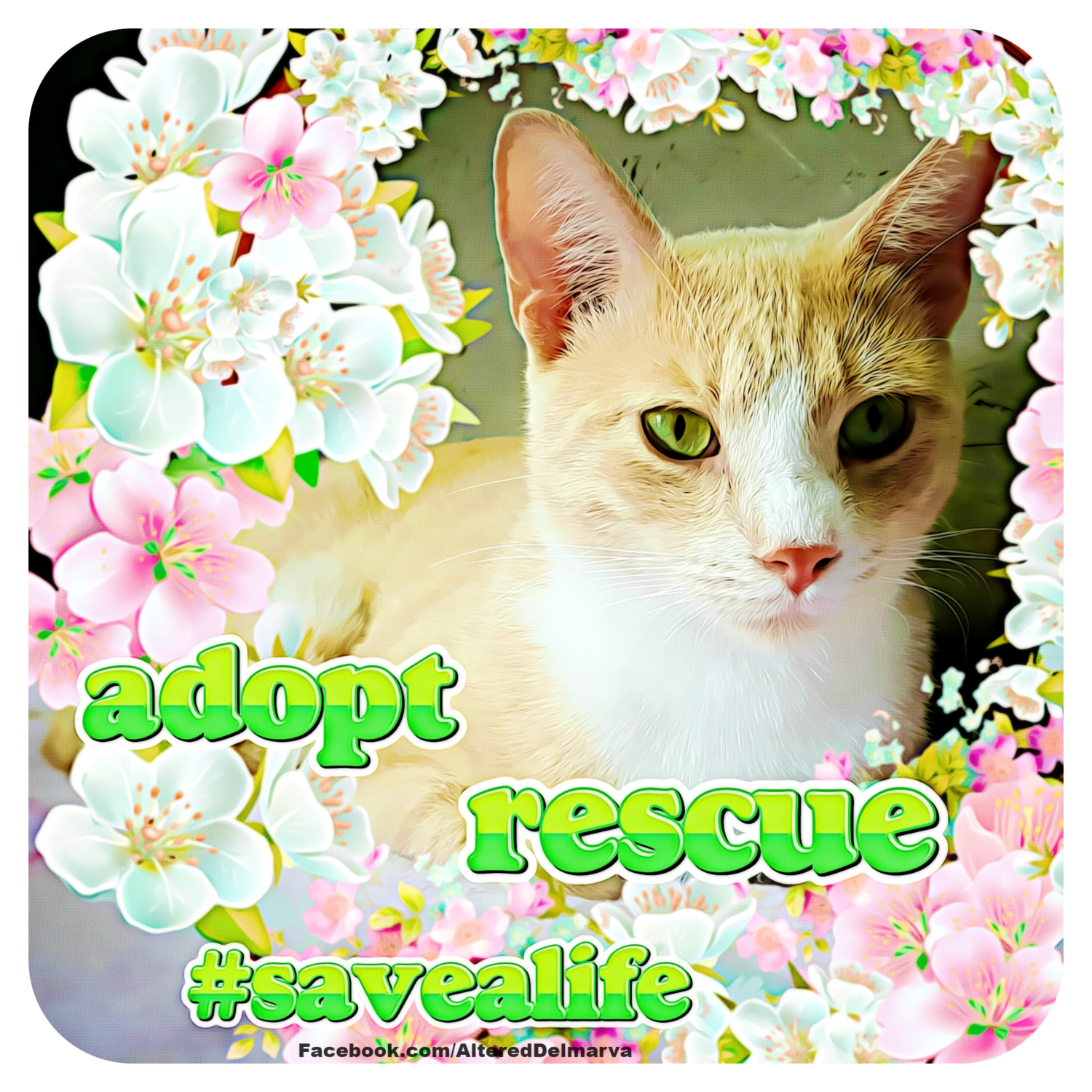 Altered Delmarva: Adopt A Cat, Save A Life: Graphics Celebrating ...
